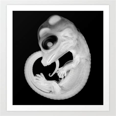 Alligator Embryo Art Print By Vintage Wall Art In 2024 Art Reference Poses Art Prints