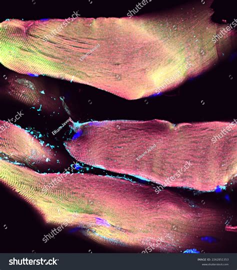 Cytoskeleton Microscope