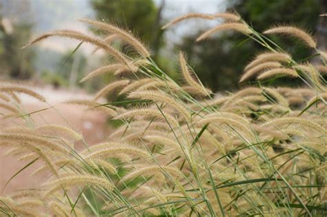 Free Picture Hare Barley Or Foxtail Hordeum Murinum Dark Green Grass
