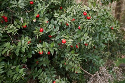 Иглица колючая или понтийская (мышиный терн), декоративный кустарник ...