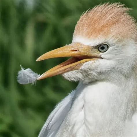Cattle Egret Facts Diet Habitat And Pictures On Animaliabio