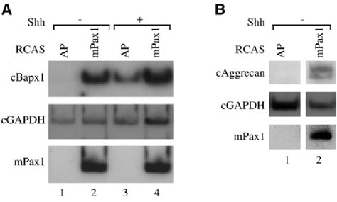 Pax1 Induces Bapx1 Expression And Chondrogenesis In Explants Of Chick