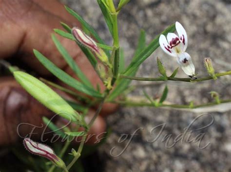 Andrographis Stenophylla Narrow Leaf Chiretta