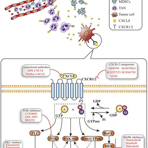 Pdf The Cxcl8 Cxcr1 2 Pathways In Cancer