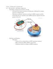 Cell Structure And Function Ribosomes ER Golgi Complex And Course Hero