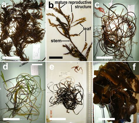 Examples Of Frequently Collected Macrophytes And Their State Of Download Scientific Diagram