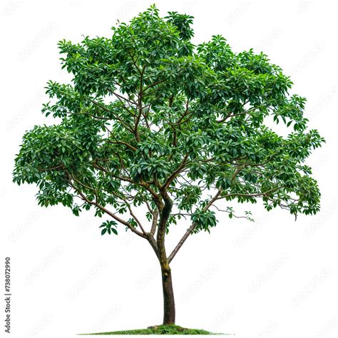Tree PNG Transparent Background Removed Original Background For Drag And Drop In Your Project