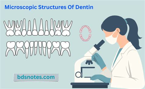 Microscopic Structures Of Dentin Bds Notes