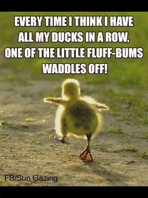 Hilarious Duck Memes