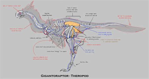 Gigantoraptor Skeleton