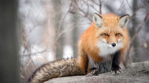 Windows 11 Lock Screen Wallpapers Honestisse