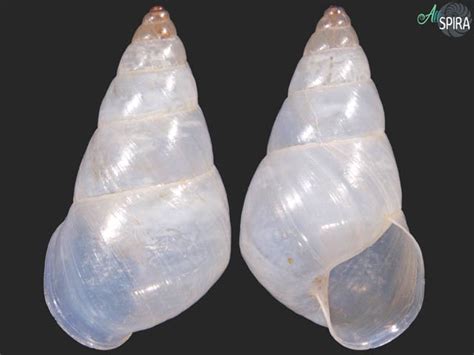 Leiostracus Perlucidus Allspira