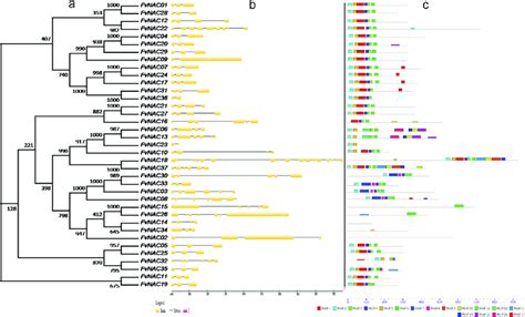 Phylogenetic Relationships Exon Intron Structure And Motif Download Scientific Diagram