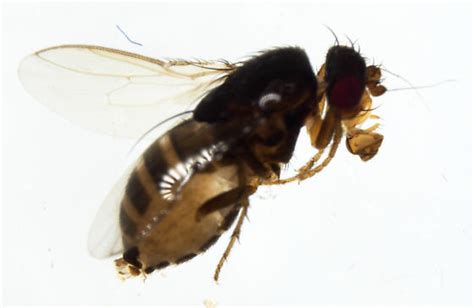 Mojave Desert Fly Bugguide Net
