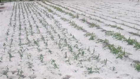 Несподівані снігопади й град у травні завдали збитків аграріям Румунії Читайте на Ukr Net