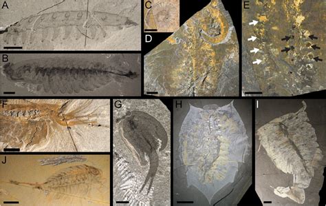 Arthropod Fossil