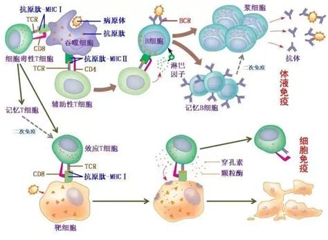 一文读懂免疫球蛋白 爱爱医医学网