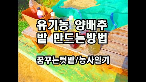 유기농 양배추 밭 만드는방법 Youtube