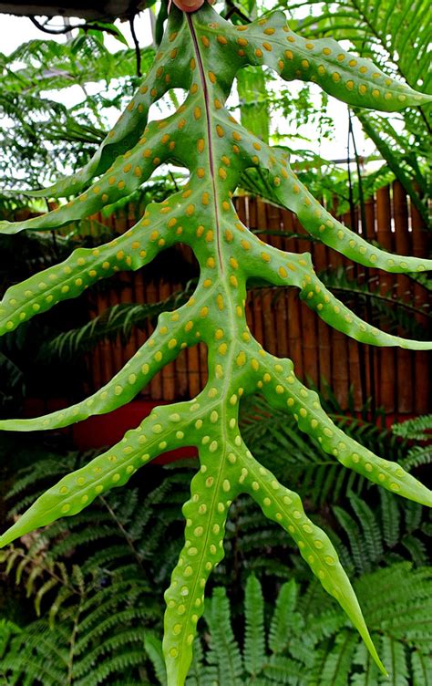 Microsorum Scolopendria Polypodiaceae