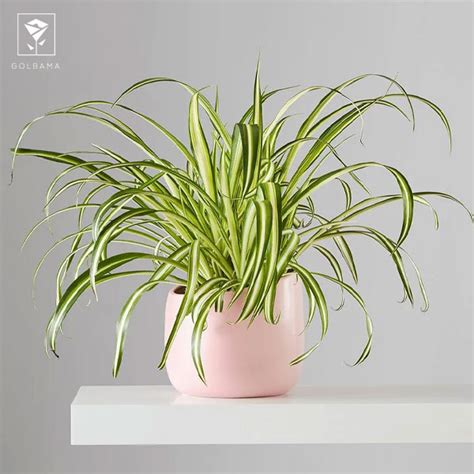 گیاه گل گندمی Spider Plant روش نگهداری بهترین قیمت گل آپارتمانی گل باما
