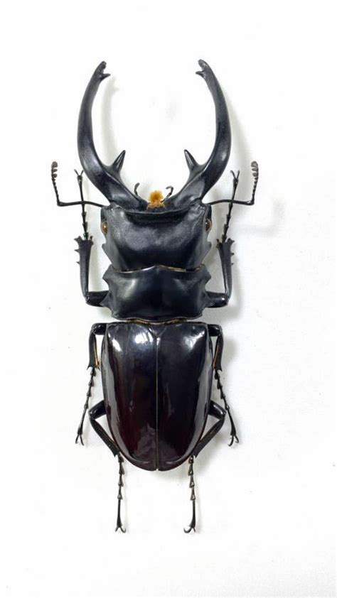Odontolabis Intermedia Mm