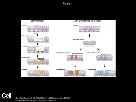 Roxanne Toivanen Adithi Mohan Michael M Shen Stem Cell Reports Ppt