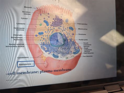 The Cell Lecture 2 3 Flashcards Quizlet