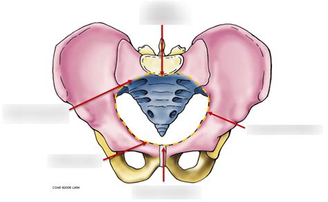Diagram Of Pelvic Inlet Quizlet