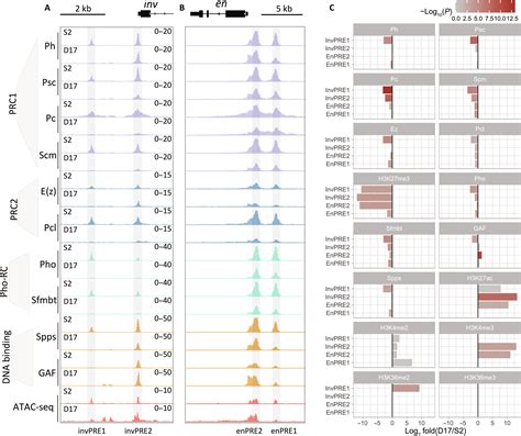Polycomb Protein Binding And Looping In The On Transcriptional State