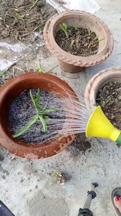 রজনী গন্ধা গাছ গুলি বসিয়ে ছিলাম এখন সেগুলিতে ফুল চলে এসেছে Garden Gardening Shorrs