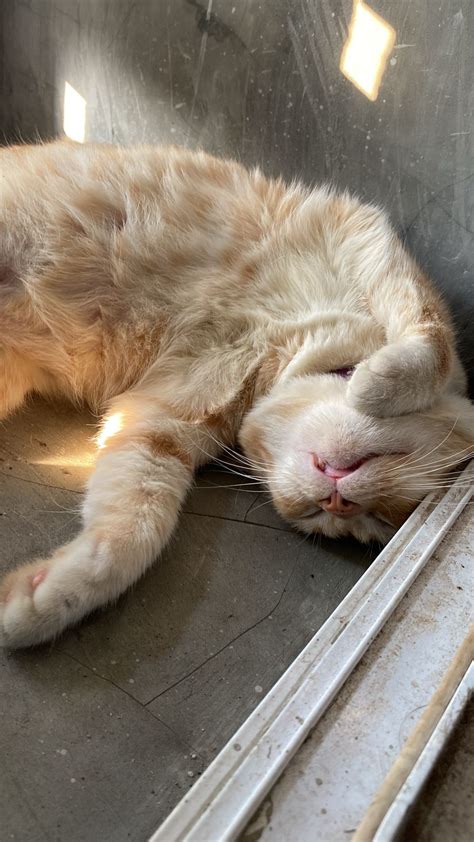 Github Aliffadillah Realtime Vehicle Classification A Real Time Vehicle Classification Web