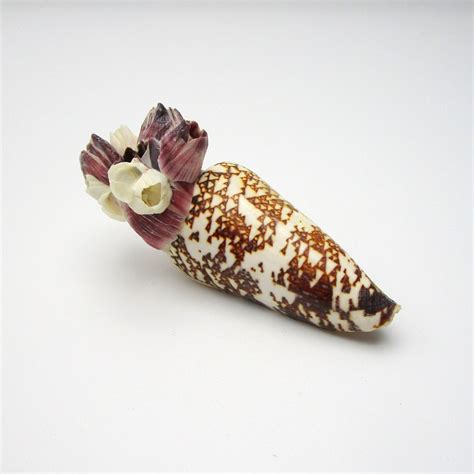 Seashell Conus Thalassiarchus Dandtbarnfinds Etsy
