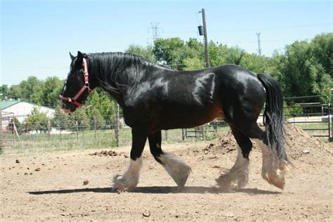 Шайрская тяжелоупряжная порода Шайр Лошади Экстерьер