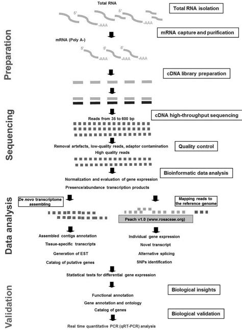 Summarized Overview Of An MRNA Seq Experiment In Prunus MRNA Poly A Download Scientific