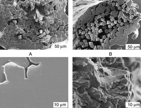 Scanning Electron Micrograph Of A Cellulose Cellulose Composite A