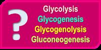 Differences Between Glycolysis Glycogenesis Glycogenolysis And Gluconeogenesis