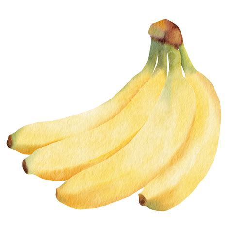 바나나 수채화 바나나 과일 노란색 Png 일러스트 및 Psd 이미지 무료 다운로드 Pngtree