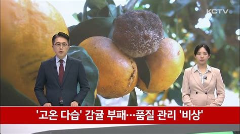 고온 다습 감귤 부패…품질 관리 비상 Youtube