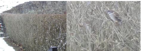 Hackaday Prize 2022 Hedge Watcher Aims To Save Precious Bird Life