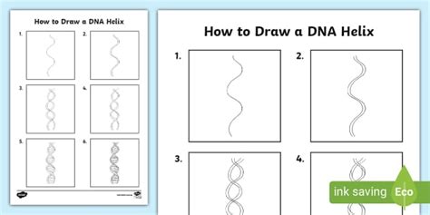 Drawing DNA Helix Activity Sheet Science Teacher Made