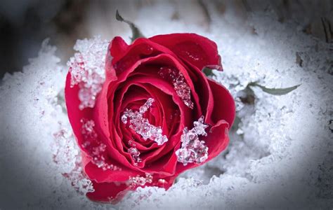 其实每个月都有情人节，你知道吗？ 知乎