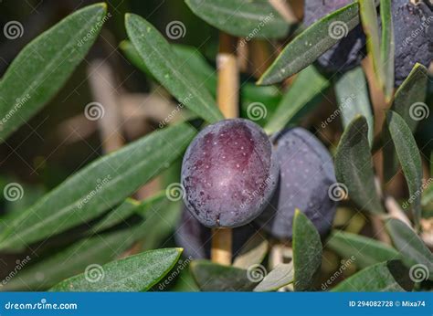 Black Fresh Olives On Olive Tree Branches Stock Photo Image Of Green