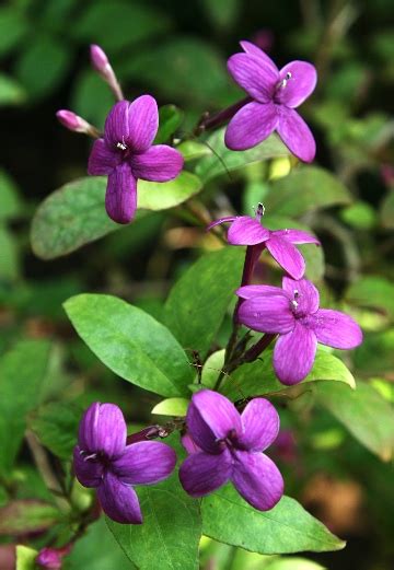 四季の山野草プセウデランテムムラクシフロールム