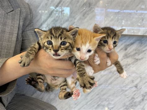 코리안숏헤어 랑이치즈핑크 실버말티푸가격 실버푸들가격 실버먼치킨가격 실버랙돌가격 실버브리티쉬숏헤어가격 실버스코티쉬폴드가격 실버러시안블루가격 실버강아지가격 실버고양이가격