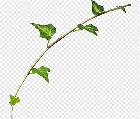 초본 식물 잎 잎 사진술 분기 식물 줄기 Png Pngwing