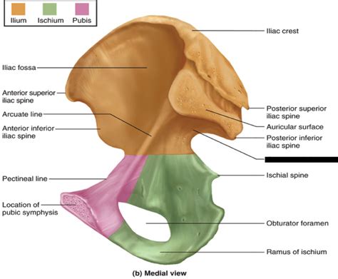 Lower Extremity Bones Flashcards Easy Notecards