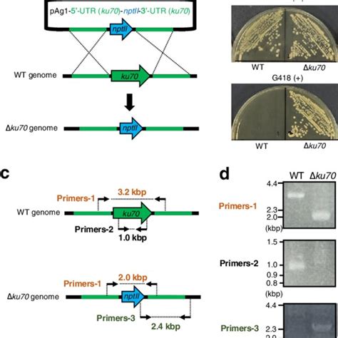 Construction Of The Ku70 Gene Deficient Mutant In The T Asahii Mpu129