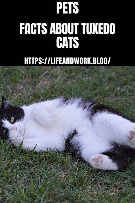 Facts About Tuxedo Cats