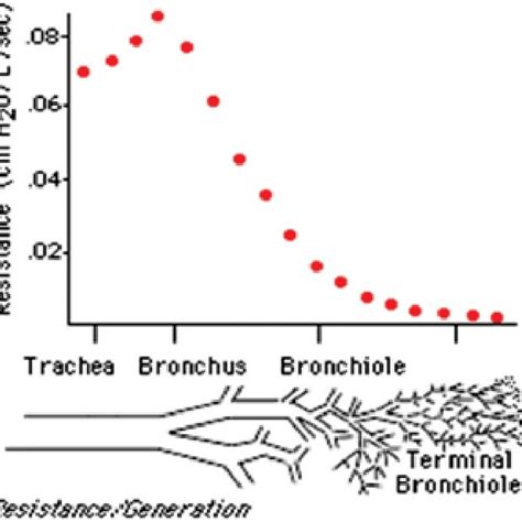 Tree In Bud Pattern In Infectious Bronchiolitis A High Resolution CT Download Scientific