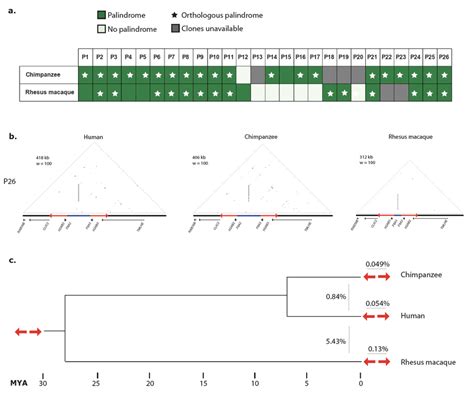 Conservation Of X Chromosome Palindromes Across Primates A